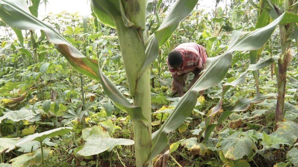 Agroforestry - Africa Farming Journal