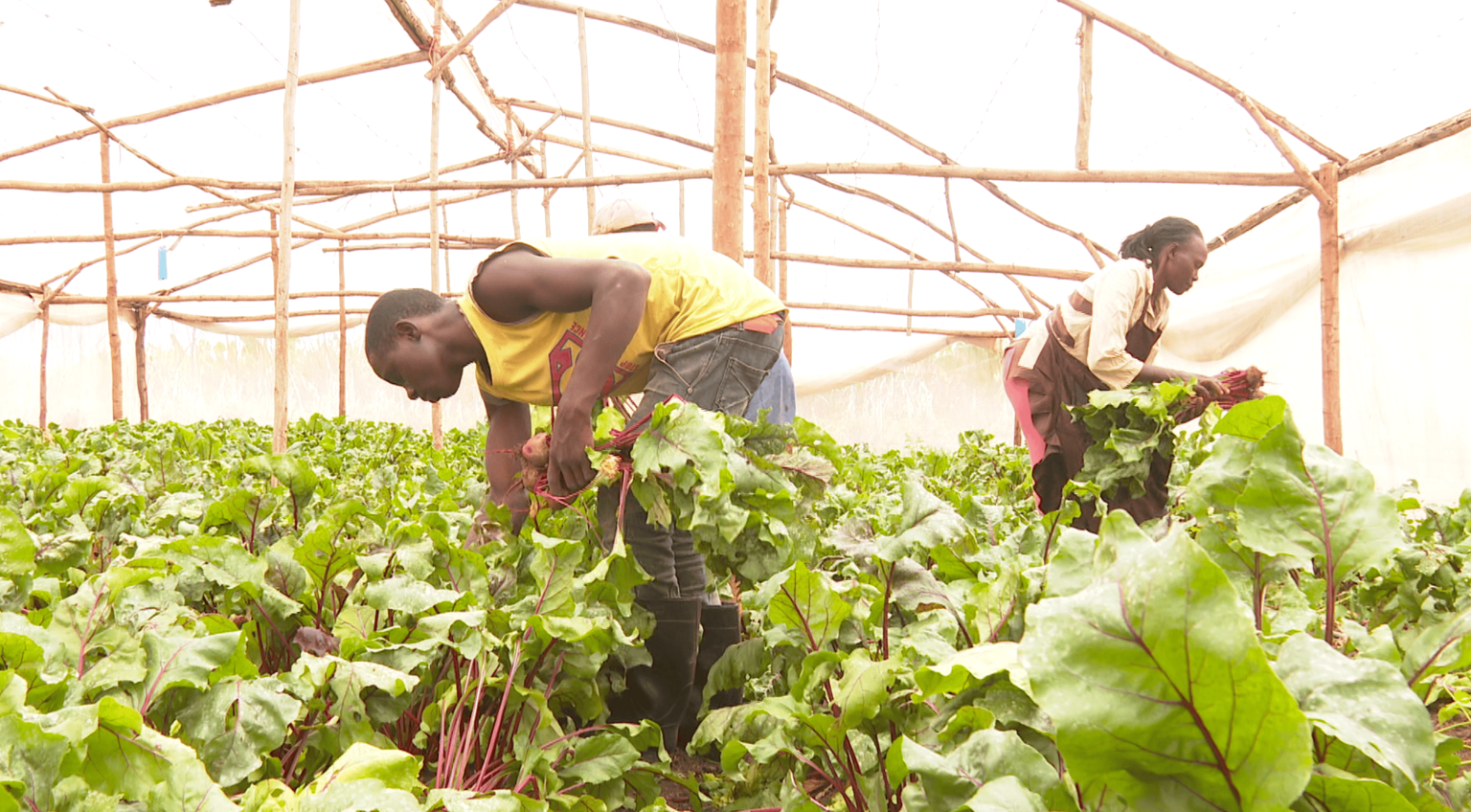 BEETROOT FARMING - Africa Farming Journal
