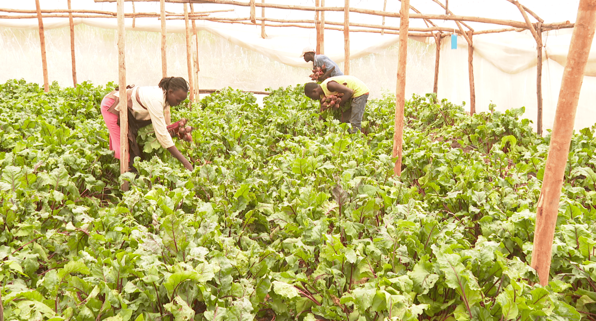 BEETROOT FARMING - Africa Farming Journal