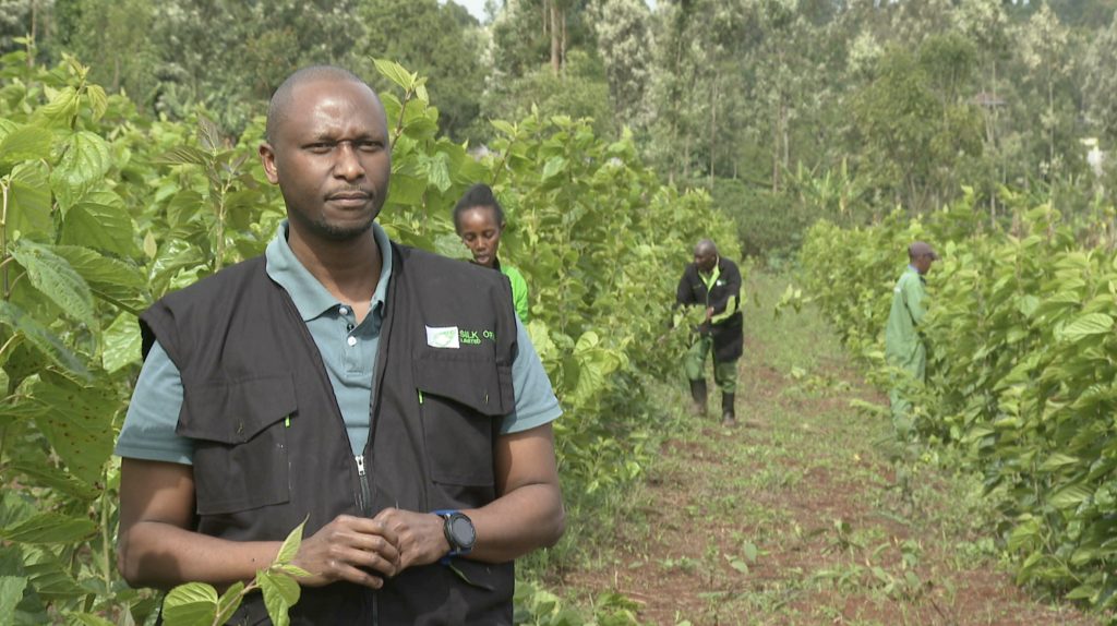 Silkworm Farming - Africa Farming Journal