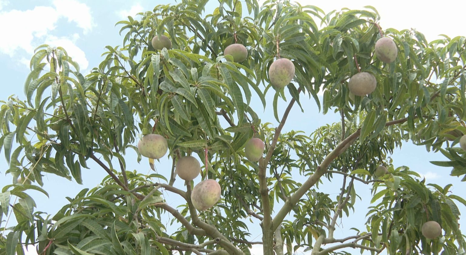 Mango Farming - Africa Farming Journal