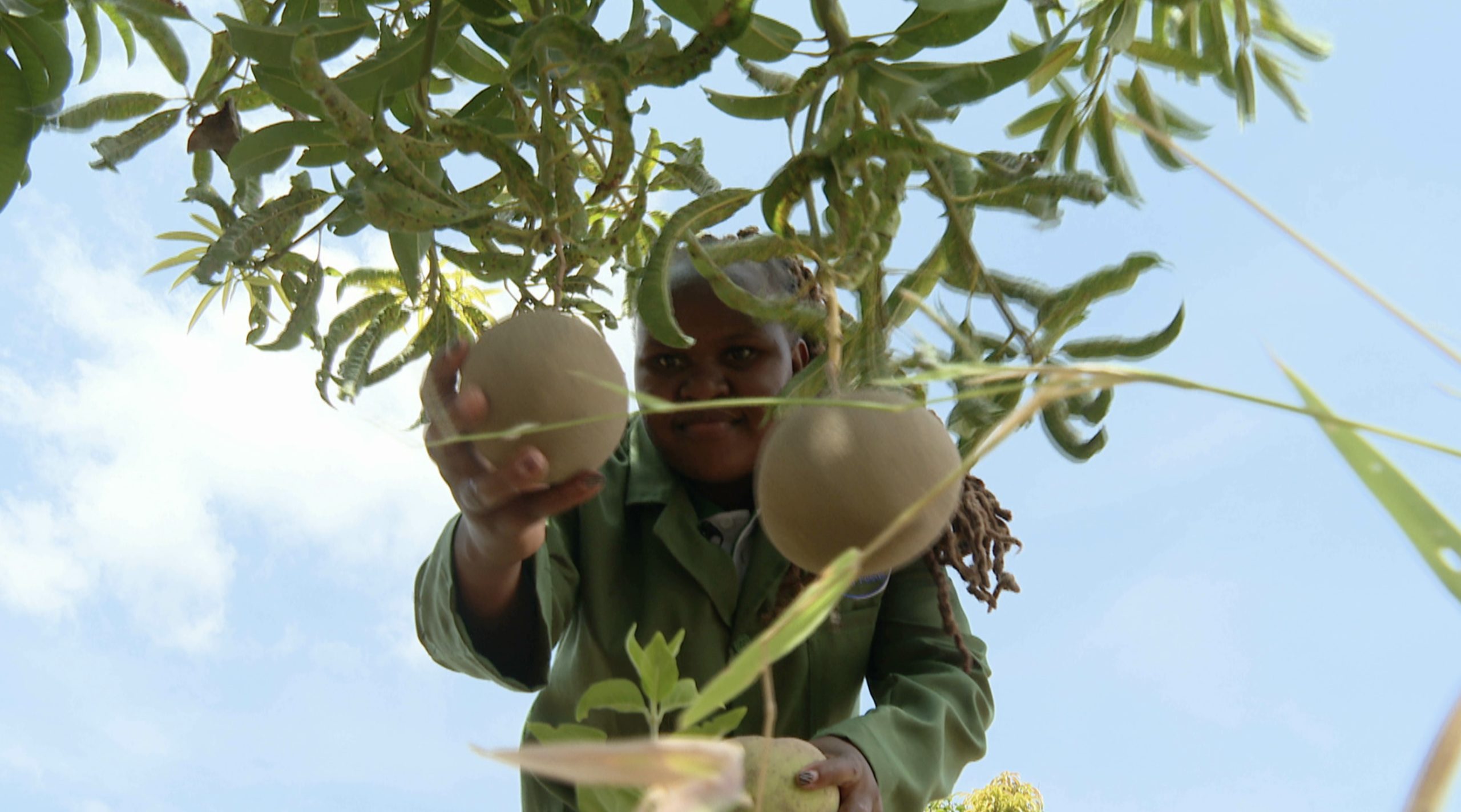 Mango Farming - Africa Farming Journal