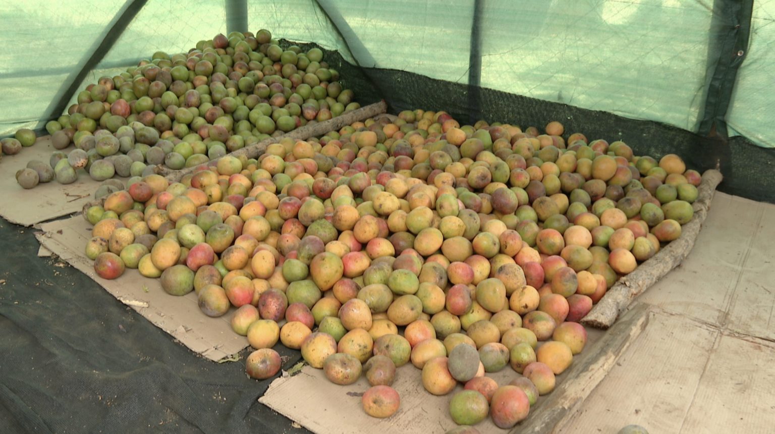Mango Farming - Africa Farming Journal