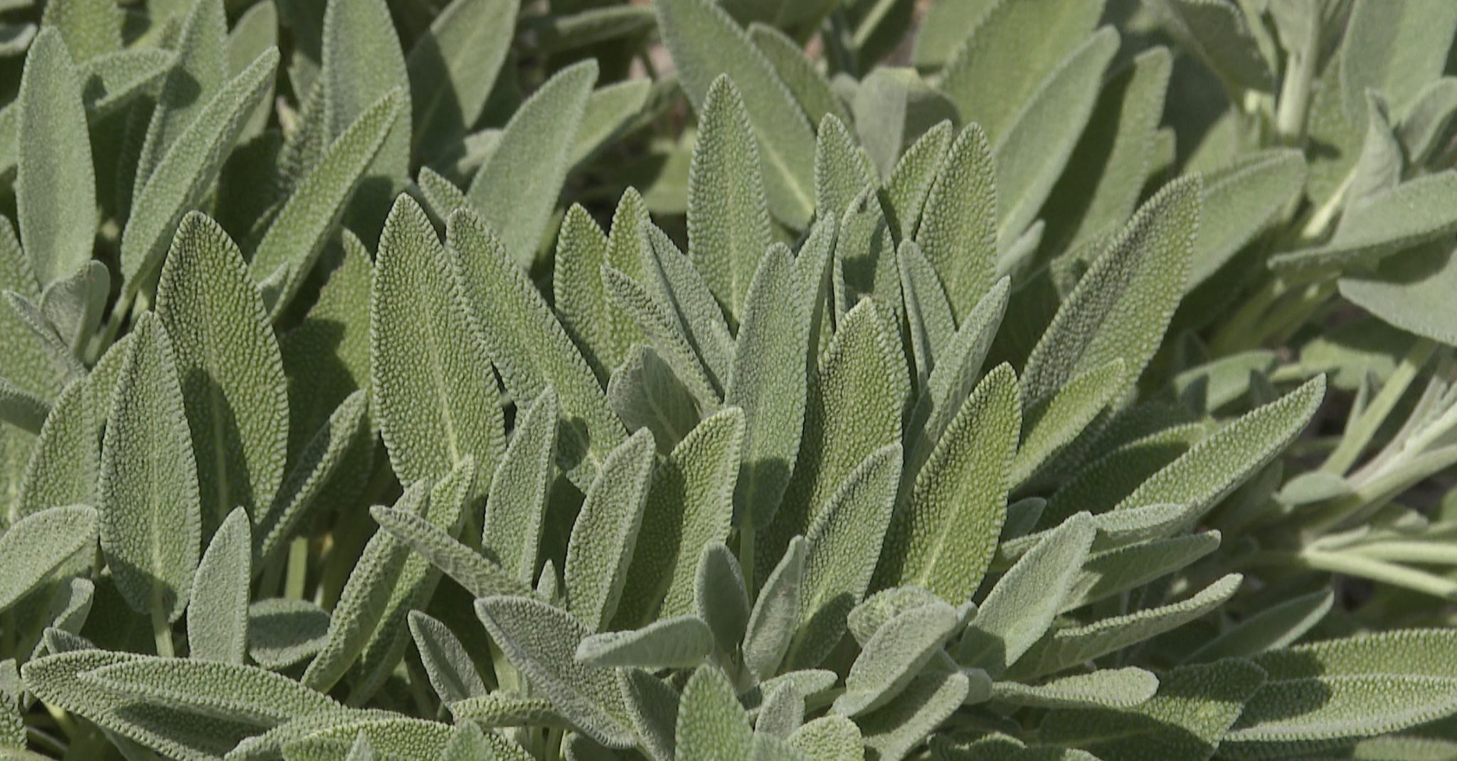 Organic Sage Farming - Africa Farming Journal